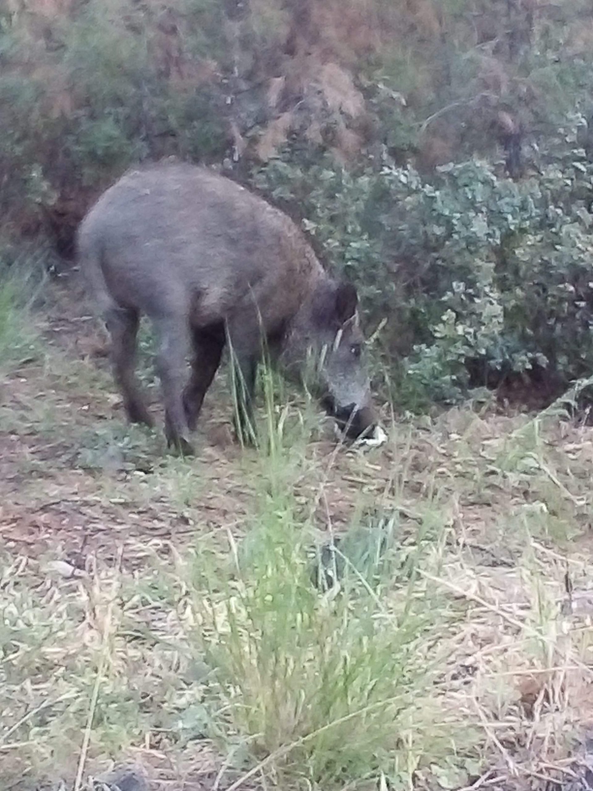 ΞΕΚΙΝΗΣΕ ΕΝΤΑΤΙΚΟ ΚΥΝΗΓΙ: τετρακόσιες χιλιάδες υπολογίζεται ο αριθμός ...